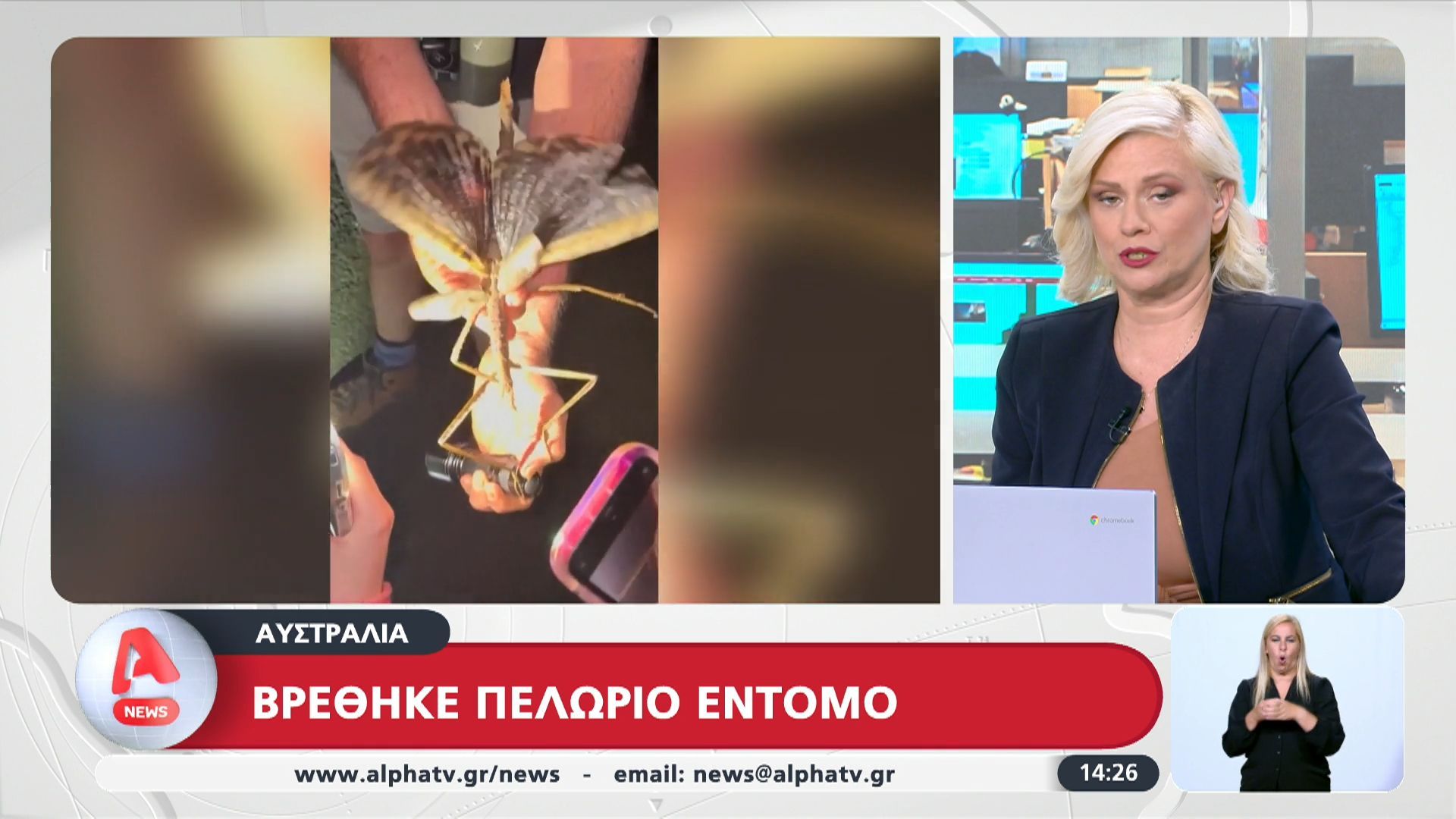 Ανατριχιάζει το πελώριο έντομο που εντοπίστηκε στην Αυστραλία