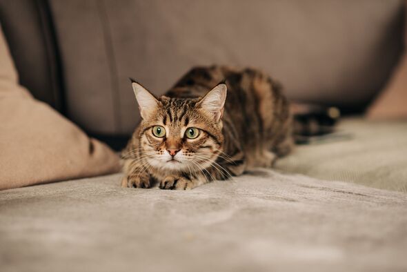 Cat behaviour expert shares adorable reason kittens wiggle their bums