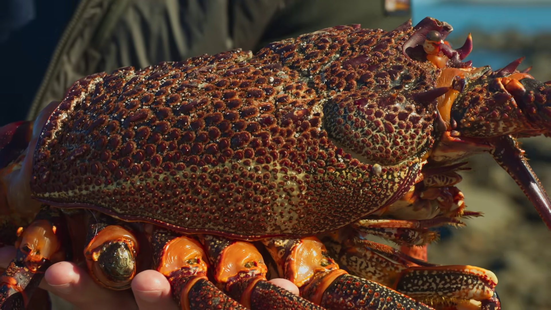 How we caught and cooked Tasmania’s monster rock lobsters