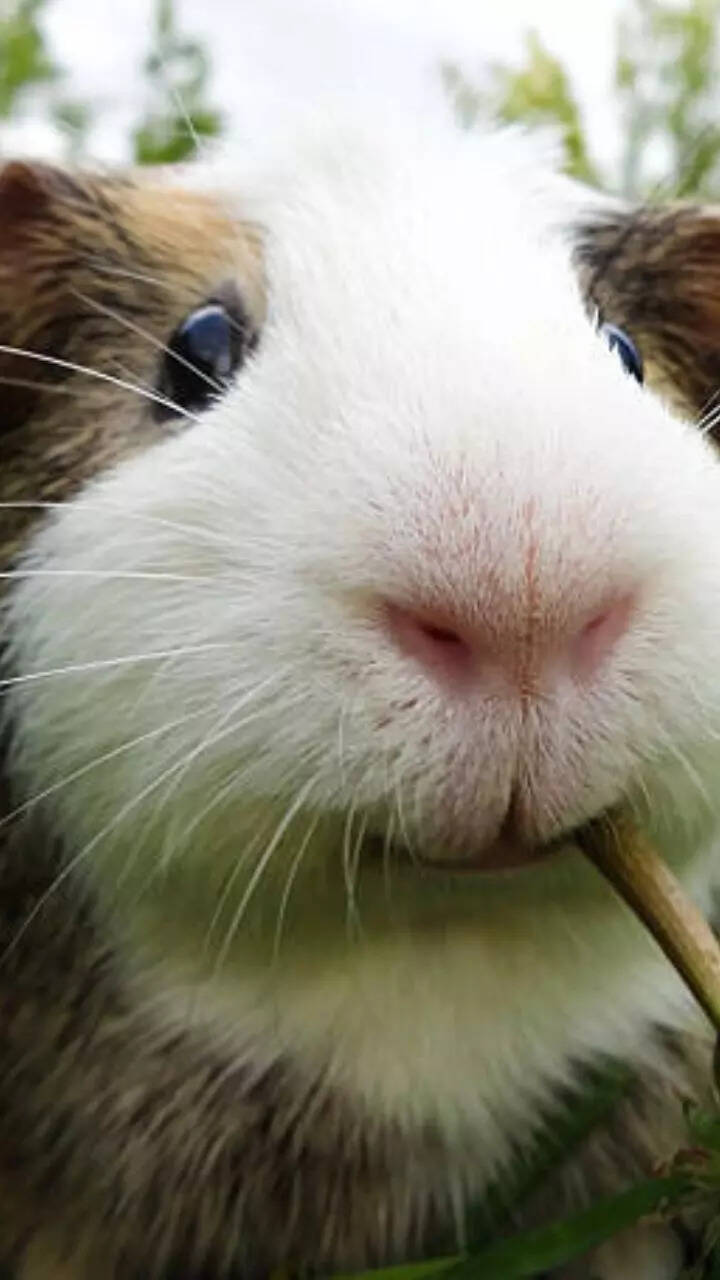 8 animals with the funniest (and dumbest) instincts