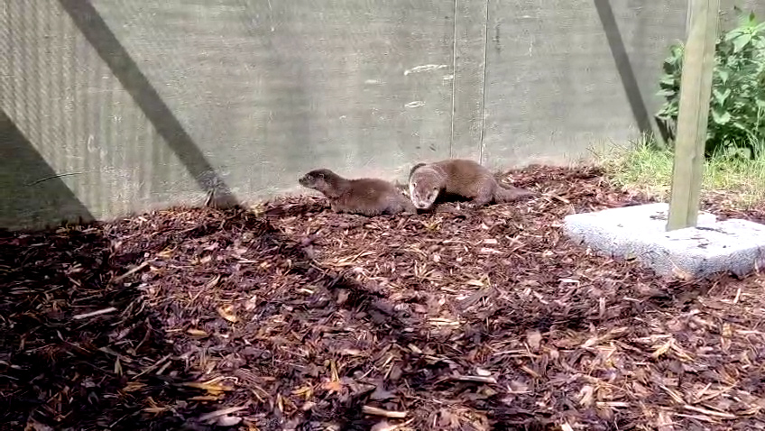RAW VIDEO: Lost Otter Cub Found Trying To Befriend Flamingos At ...