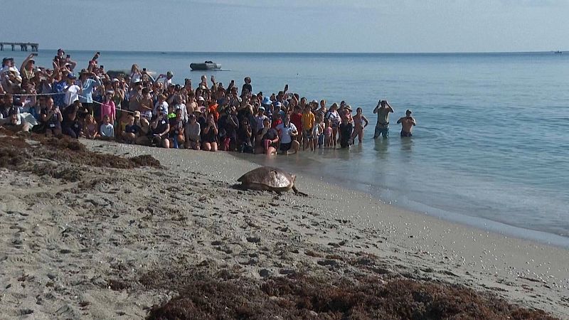 WATCH: 'Pennywise' the sea turtle released back into Atlantic
