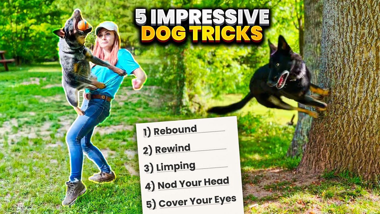These Easy Dog Tricks Will Blow Your Friends’ Minds