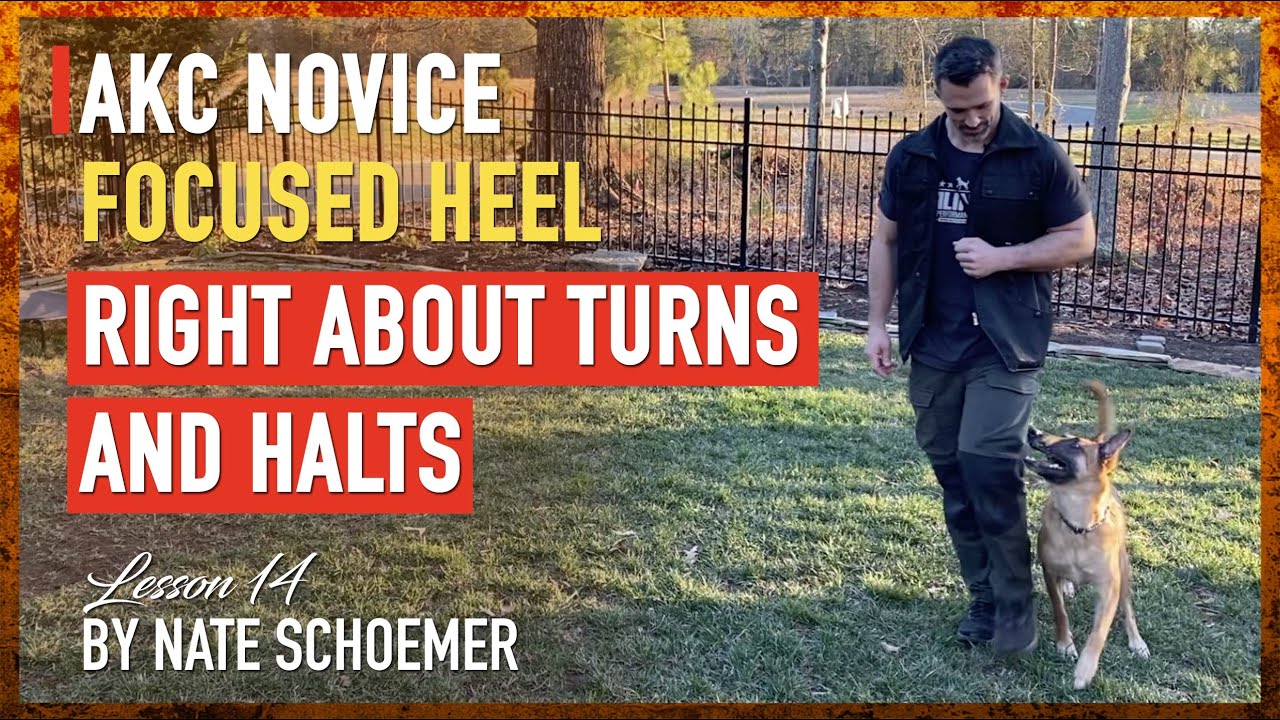 Secrets to AKC Novice Success – Train Like a Champion