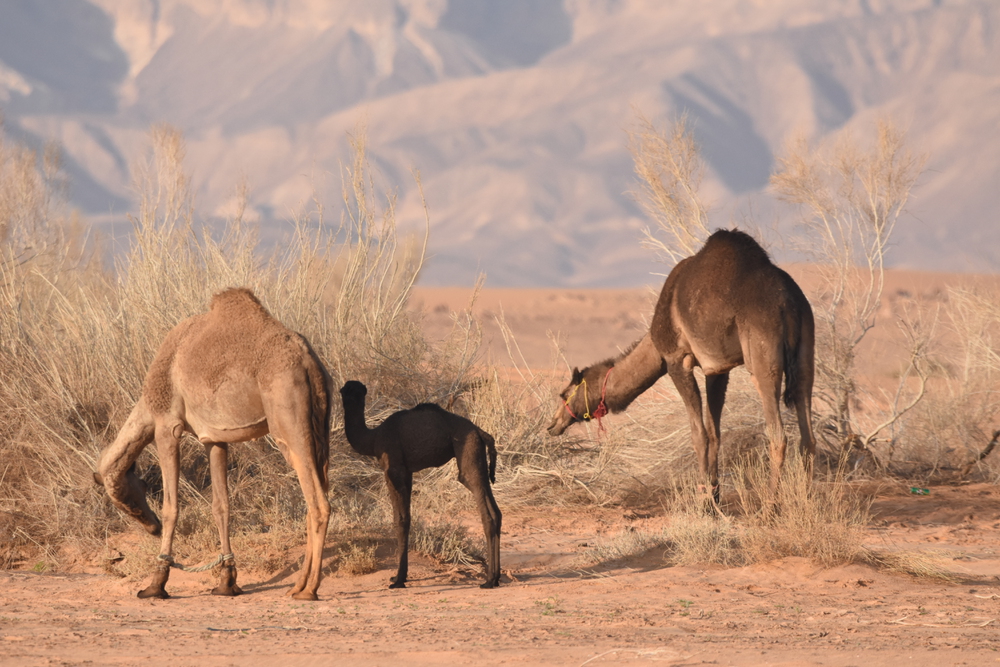 15 Animals That Thrive in Extreme Conditions