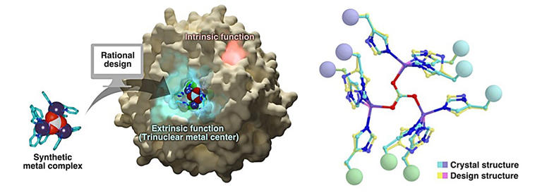 Human cytokine equipped with abiotic multinuclear metal center exhibits ...