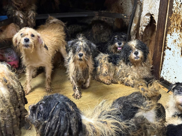 Massive rescue of dogs from hoarder situation in SW Missouri