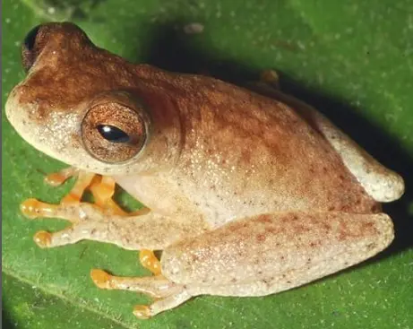 Novo sapo amazônico recebe nome em homenagem ao icônico cantor Ozzy ...