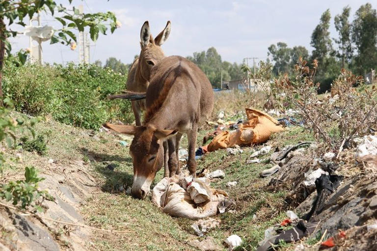 Donkeys dying from plastic bags spark major investigation