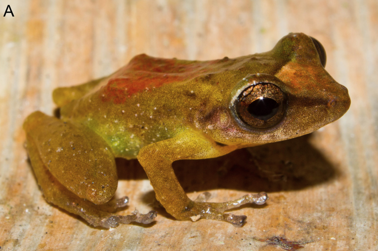 ‘Eyeless' animals and ‘fairy' creatures: See this week's new species ...