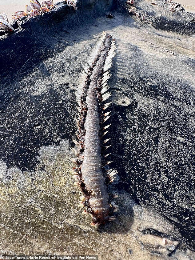 Toxic sea creatures that BURN humans and can regrow after being cut in ...