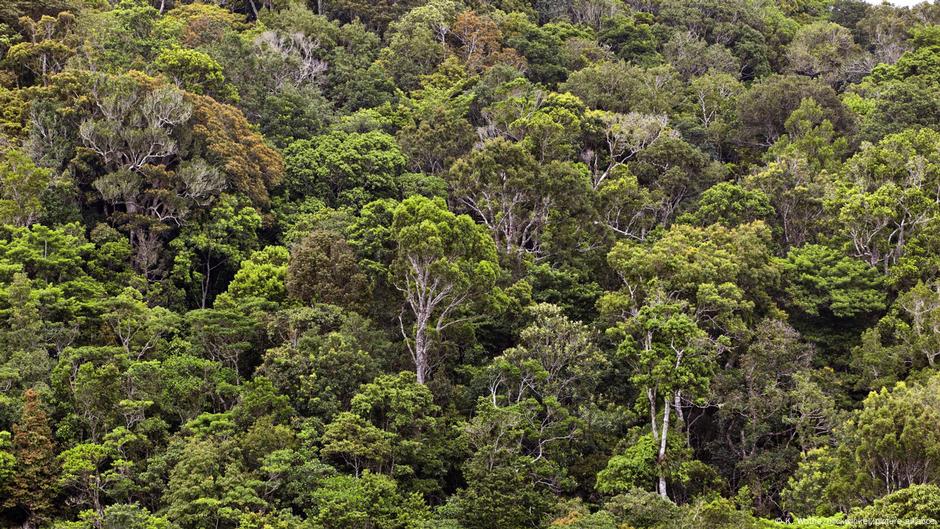 Australia's heaviest new stick insect discovered