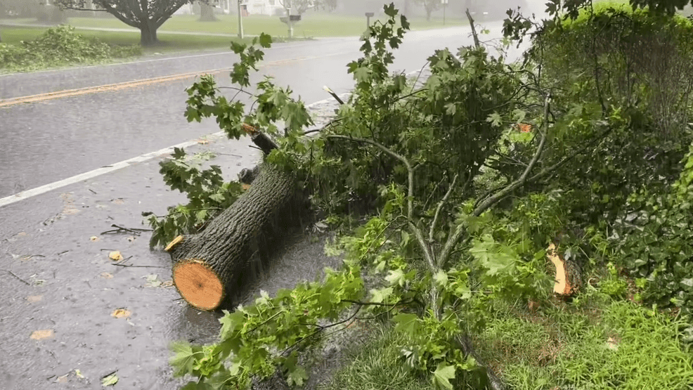 Tree branches fall onto car, power lines on Marietta Pike during storm