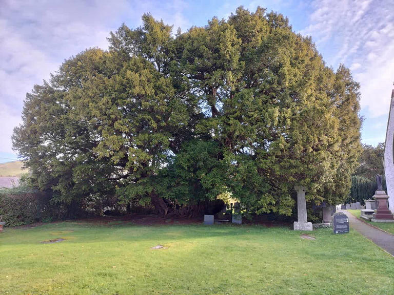 Methuselah Tree, The World's Oldest Tree, Is 4,855 Years Old — And ...