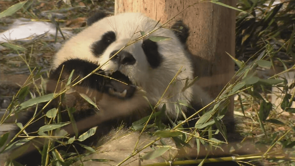 You're invited to panda Bao Li's 4th birthday at the Smithsonian ...