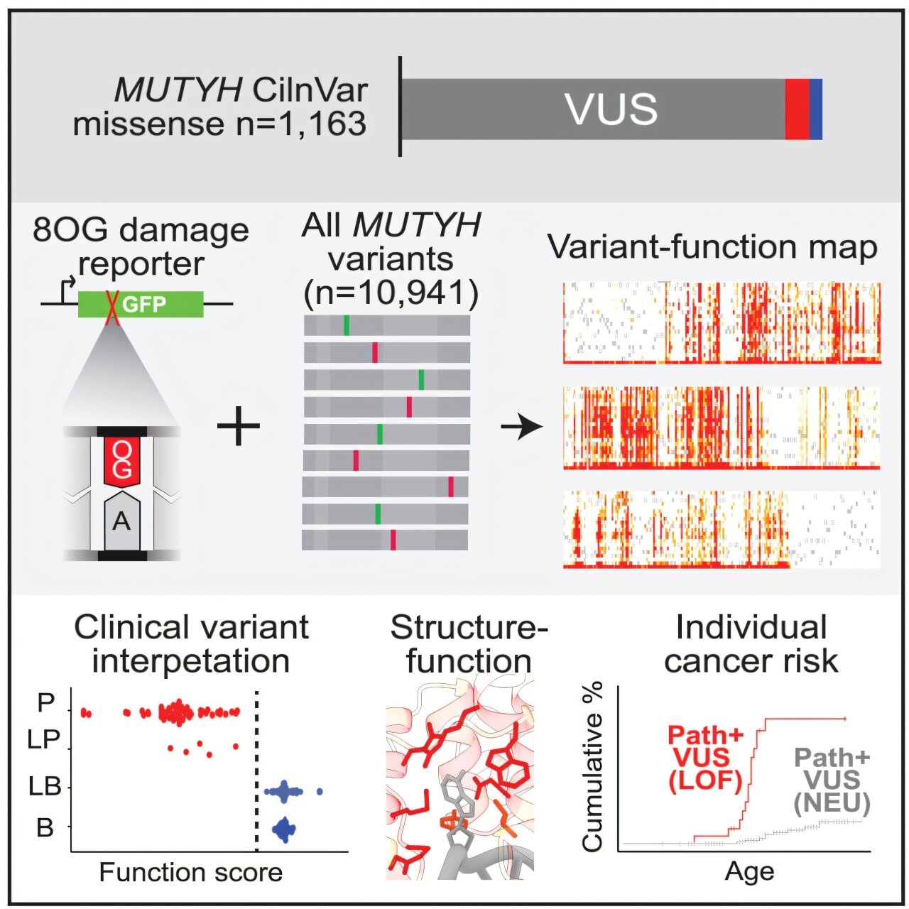Function behind mysterious variants for gene linked to colon cancer ...