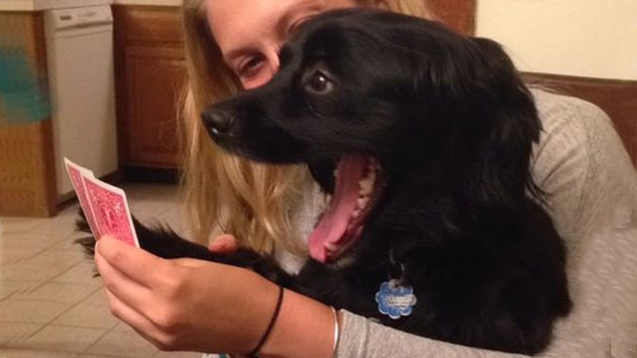 Animal Videos That Teach You the True Meaning of Laughter
