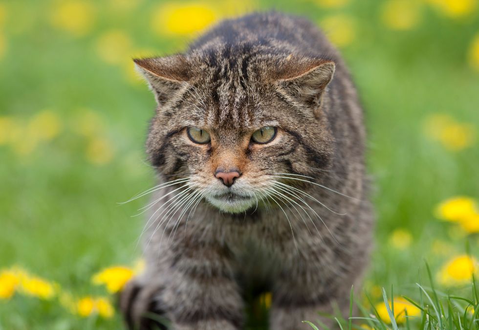 15 Rarest Wildcats In The World