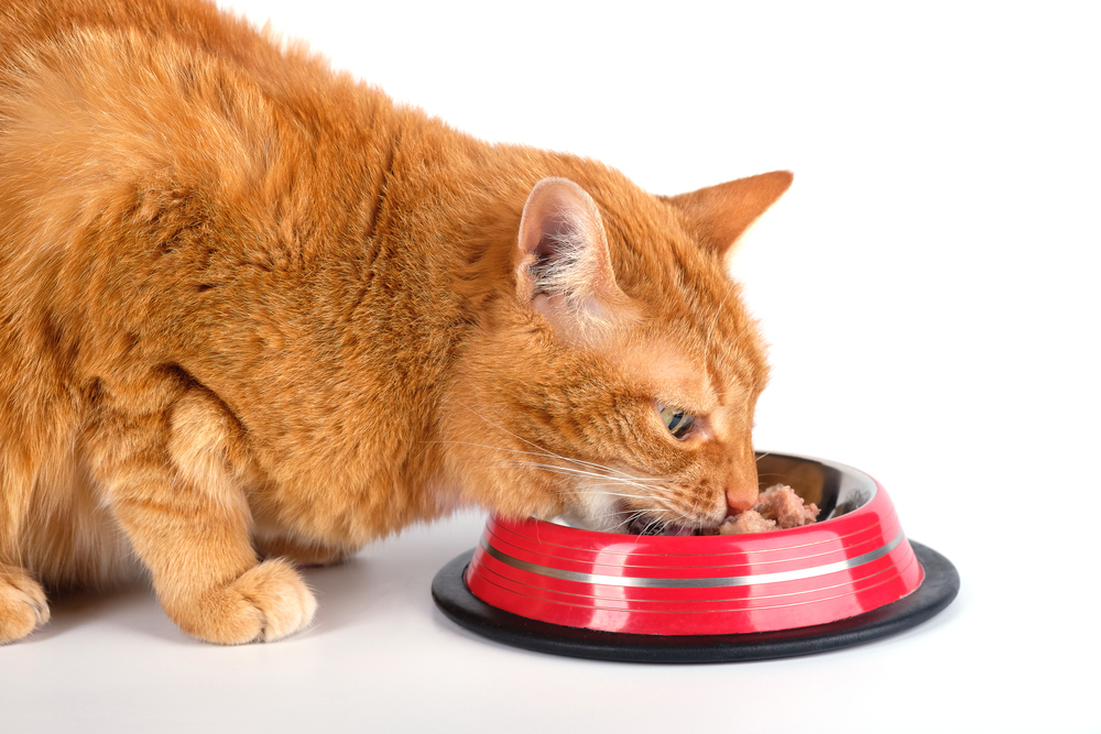 Diabetic Cat Food: What to Know