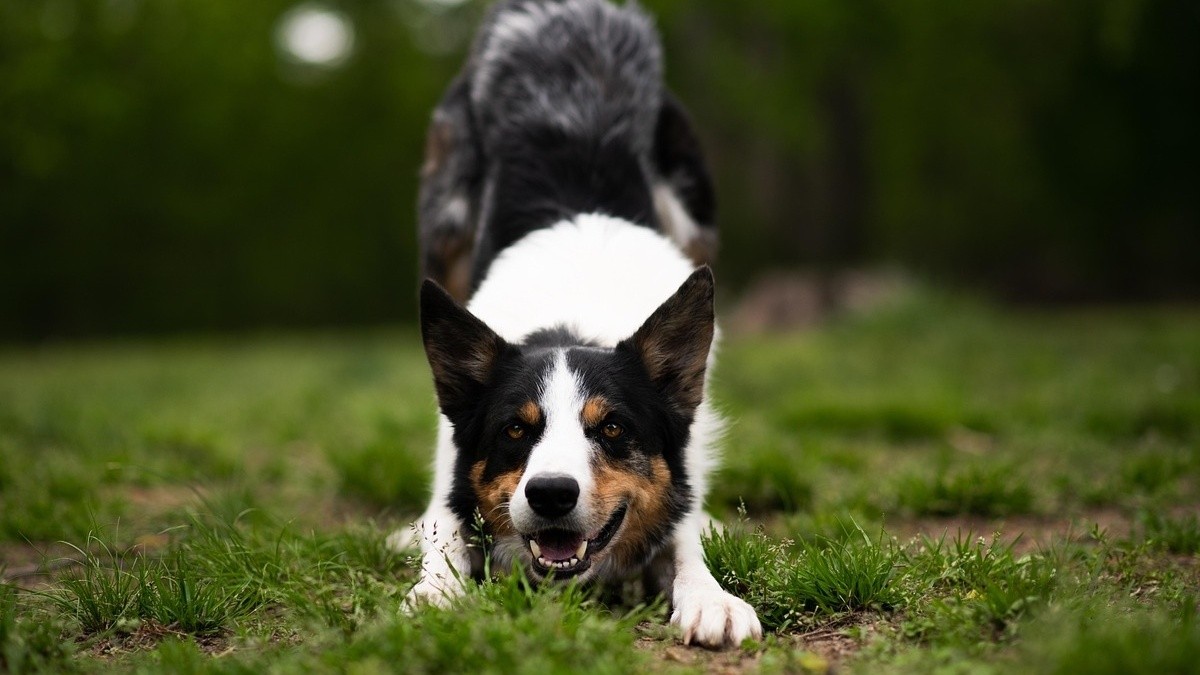 These 8 dog breeds create stronger emotional bonds with their humans