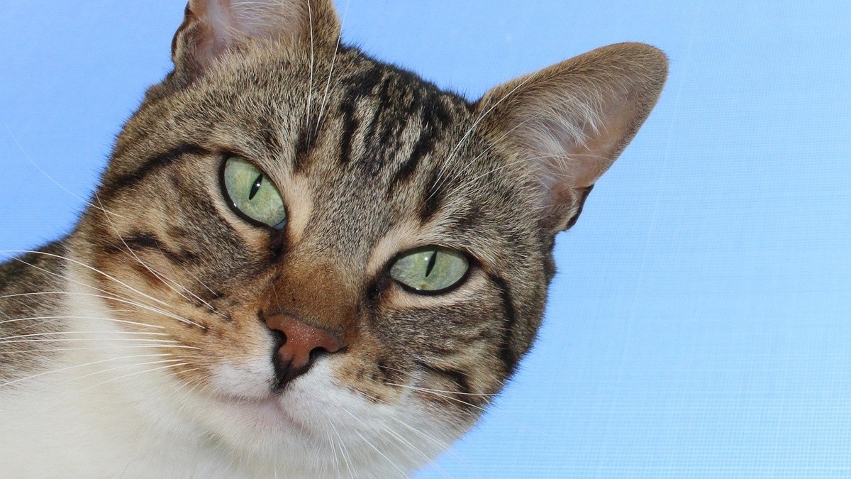 Estas 10 señales te dirán si la vida de tu gato se está deteriorando