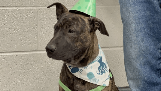 Prison dog program highlight 100th graduation event