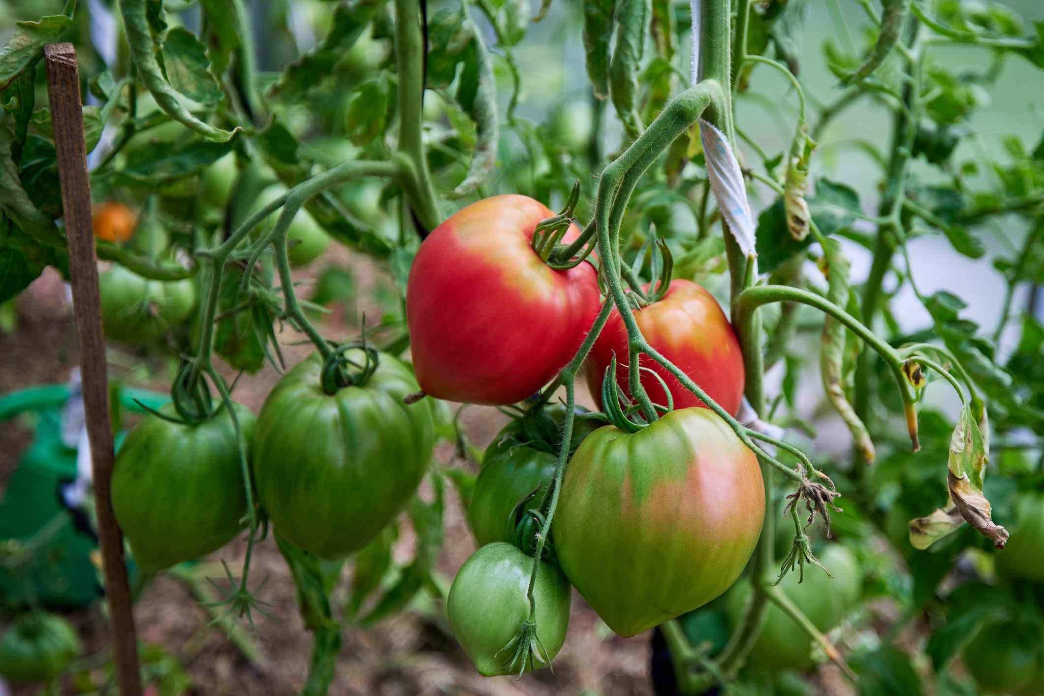 We Asked Gardeners for the Worst Thing You Can Do to Your Tomato Plants ...