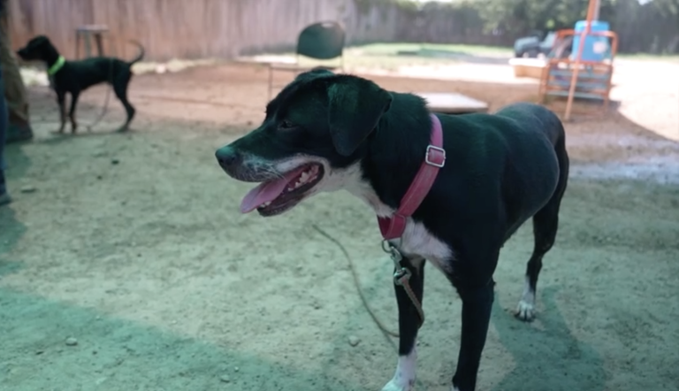 Austin Pets Alive helps with animal rescue in flooded Texas communities
