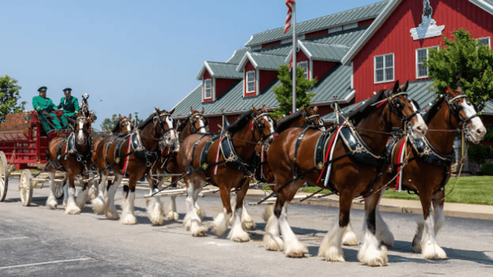 Warm Springs Ranch holds special event to showcase Budweiser ...