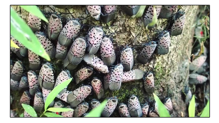 Spotted lanternflies flying closer to the Ozarks
