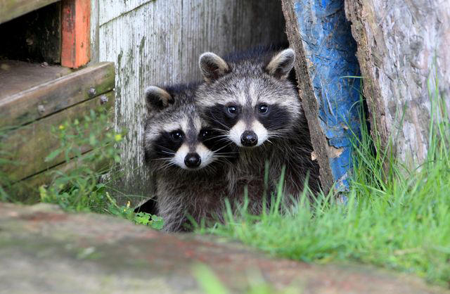 How to Keep Raccoons Away From Your Yard, According to Wildlife Control ...