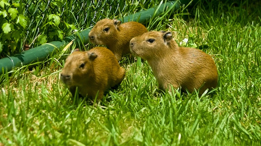 Three capybaras born at the Audubon Zoo
