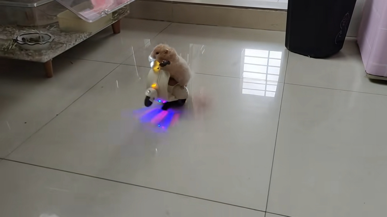 Hamster rides toy motorcycle and jumps off in Guangdong, China