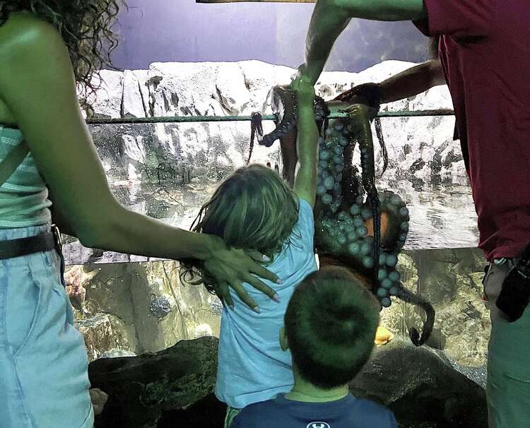 Family speaks out after octopus clings to child at San Antonio Aquarium