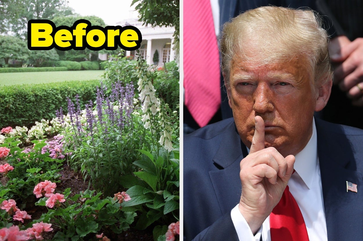 This Before And After Picture Of Trump's White House Rose Garden Is ...