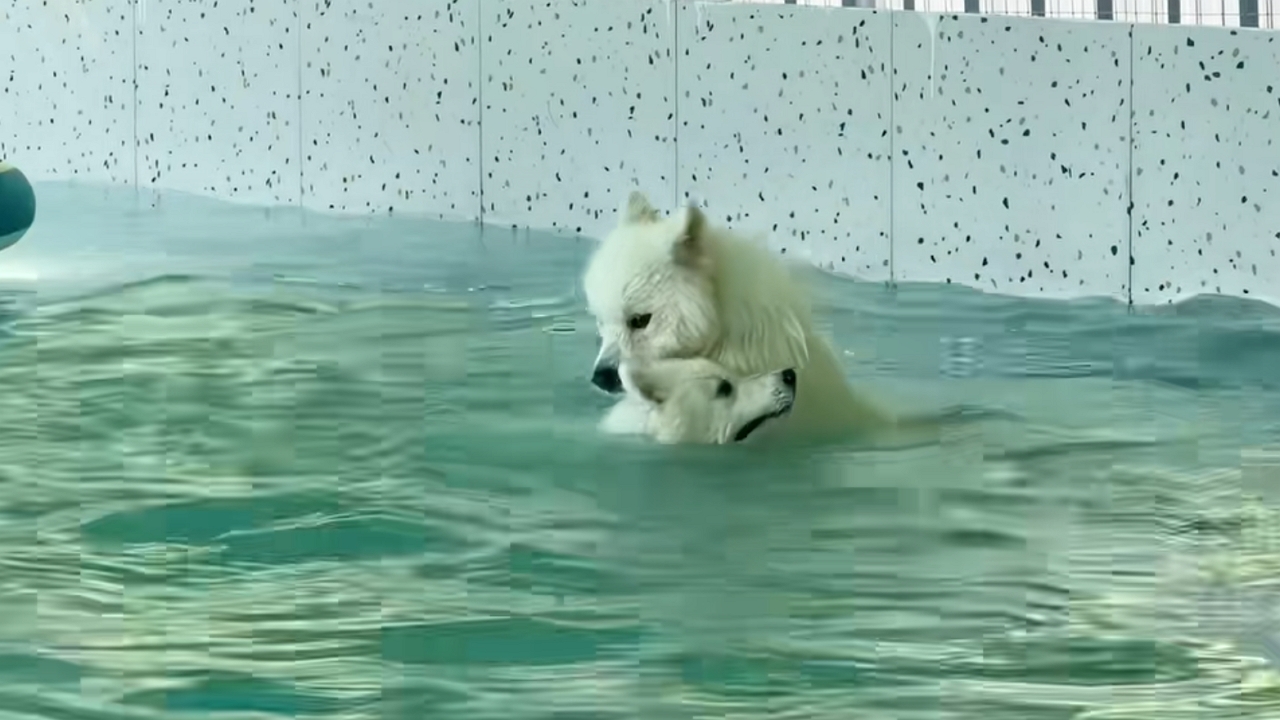 Dog nearly drowns another while swimming in pool in Anhui, China