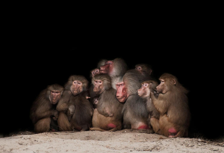 Zoo sparks fury after culling 12 baboons over space