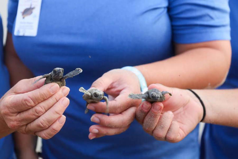 Tybee Marine Science Center logs 7th sea turtle nest