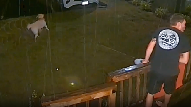 Excited Dog Accidentally Sends Owner Crashing Into Railing