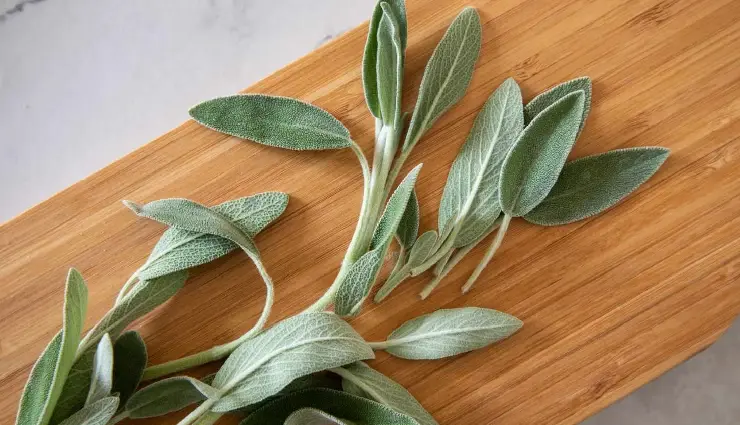 15 Healing Herbs That One Should Keep Handy