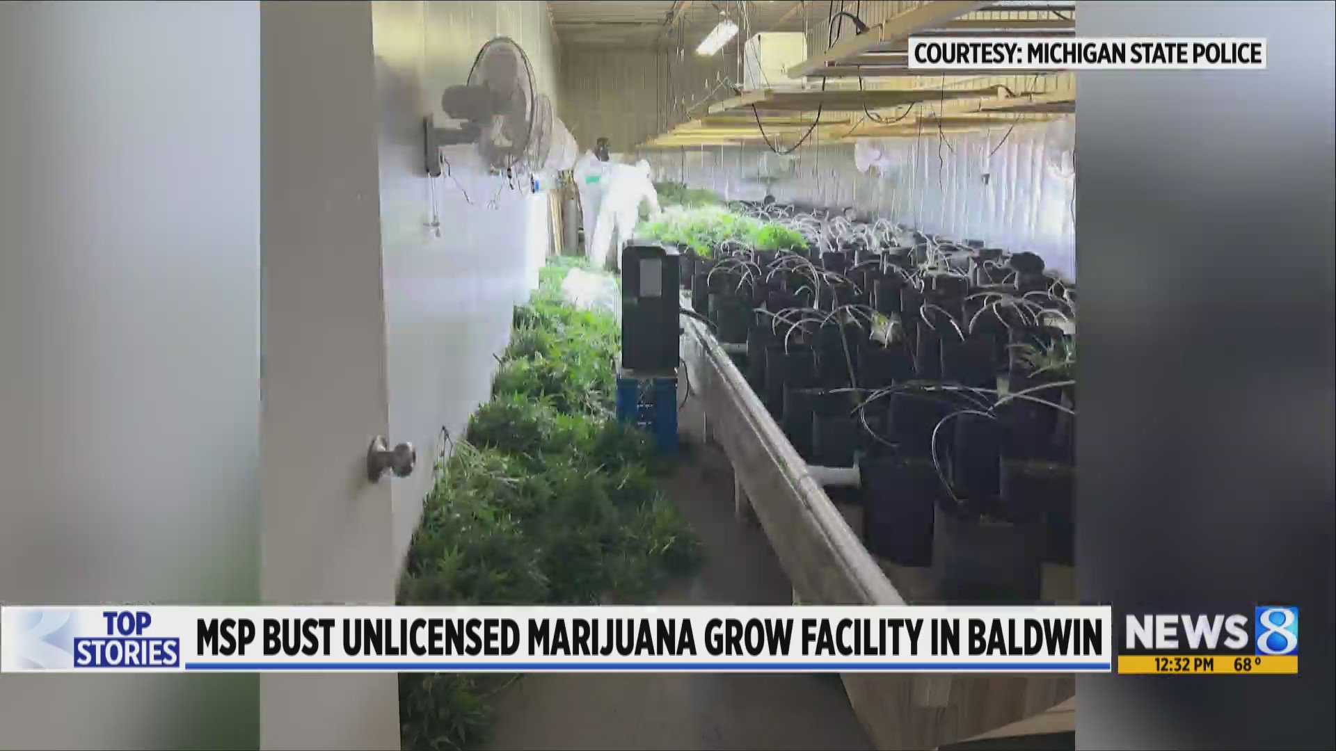 MSP seizes $10M in marijuana in grow operation bust