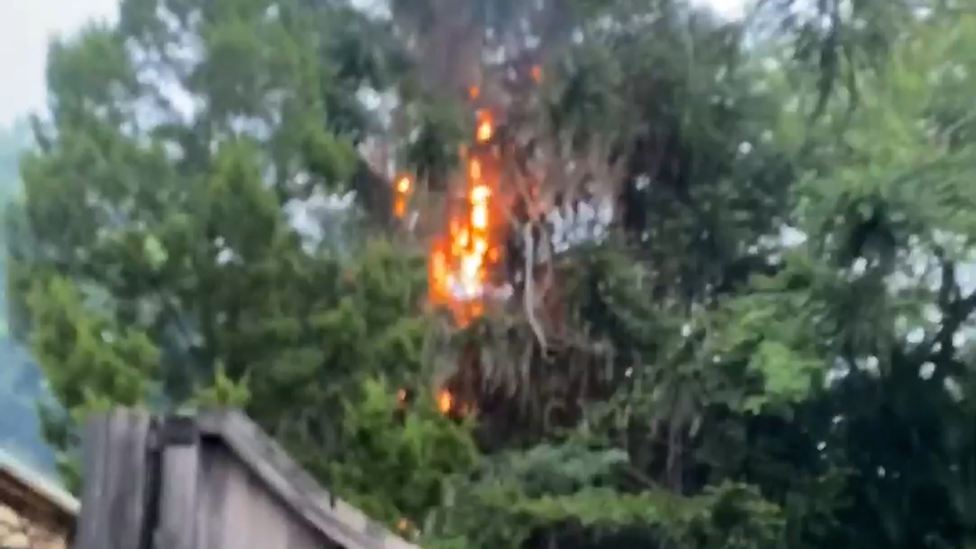 Tree Catches Fire At Florida Theme Park