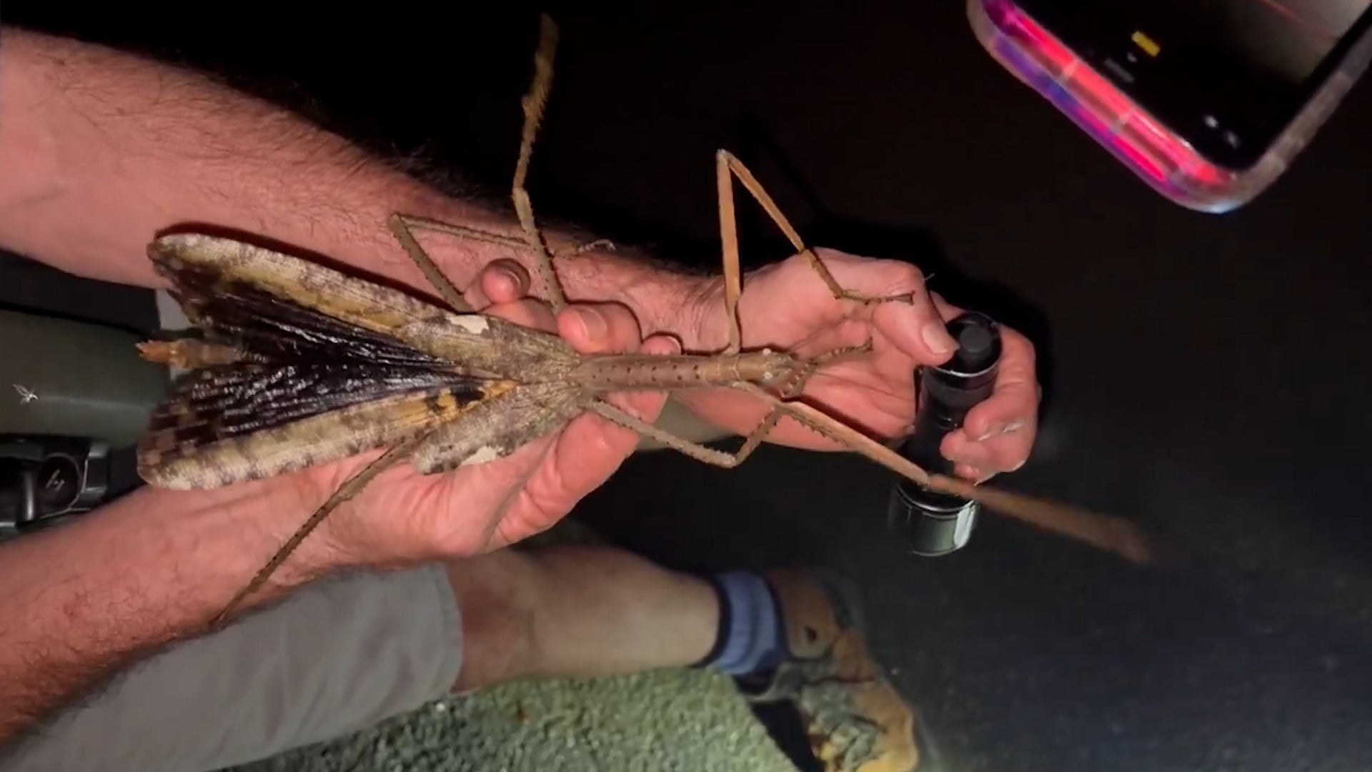 Supersized Stick Bug Discovered In Australia