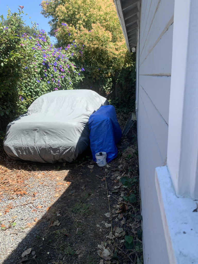 Optical illusion: Can you spot the hidden cat that’s fooled even the ...