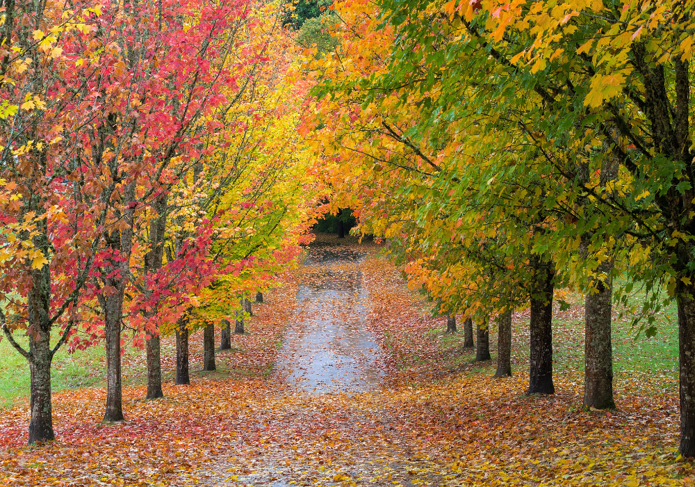 12 Pacific Northwest Towns with Perfect Autumn Weather and Stunning Foliage