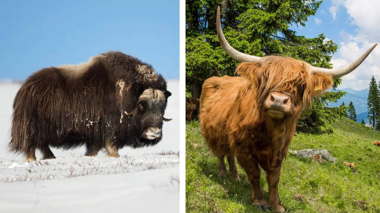 6 hairy animals and the purpose behind their thick coats