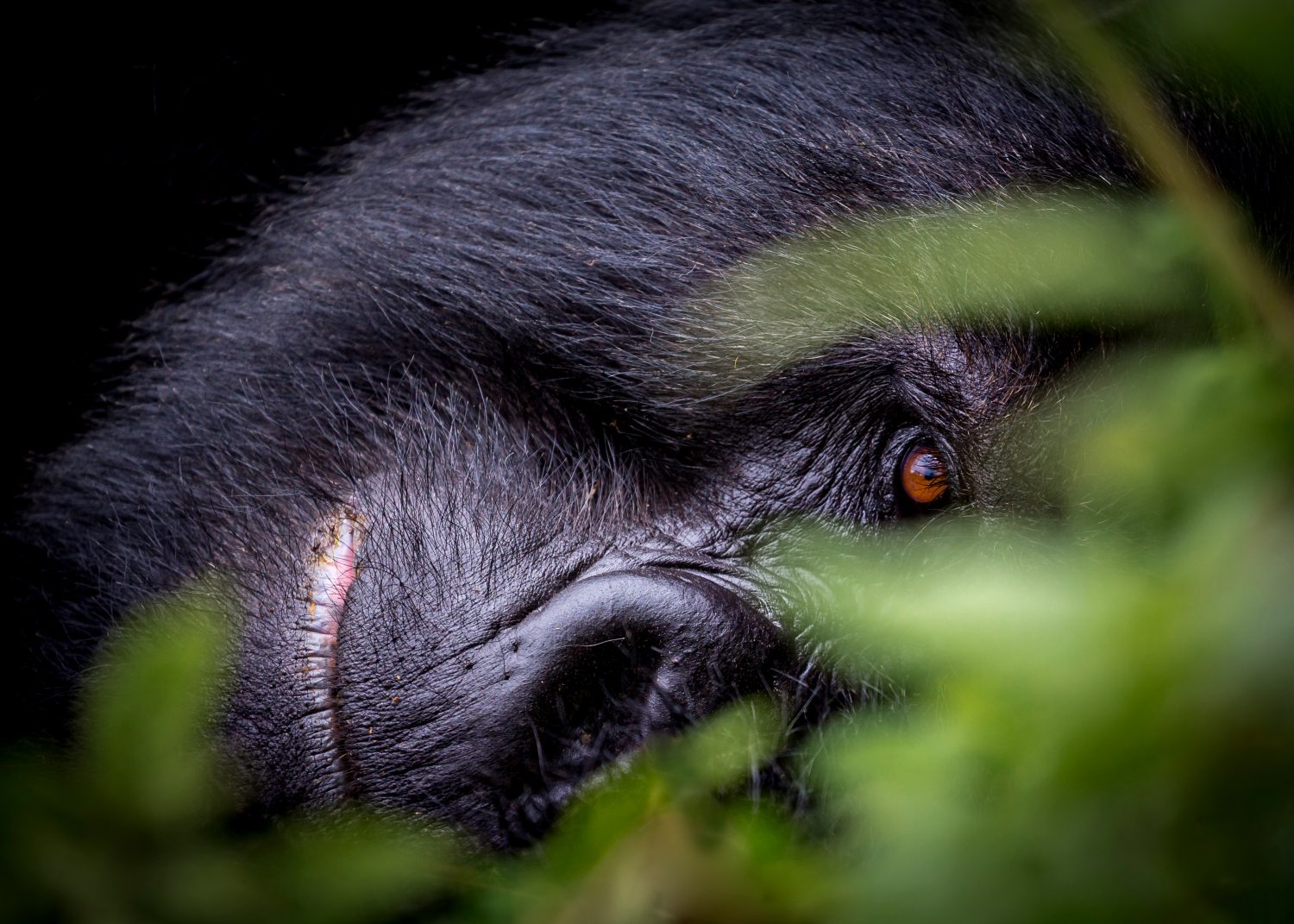 Meet the Largest Animals Living in the Rainforest