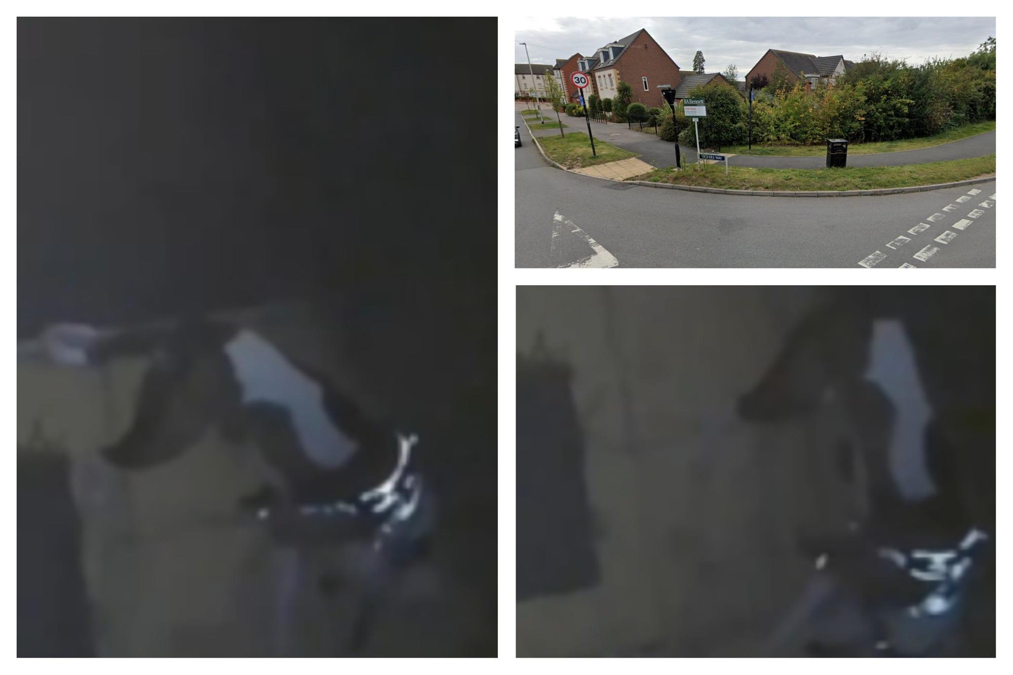 Heathcote family left devastated after their cat was killed by a loose dog