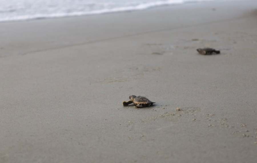 Tybee Marine Science Center logs 7th sea turtle nest