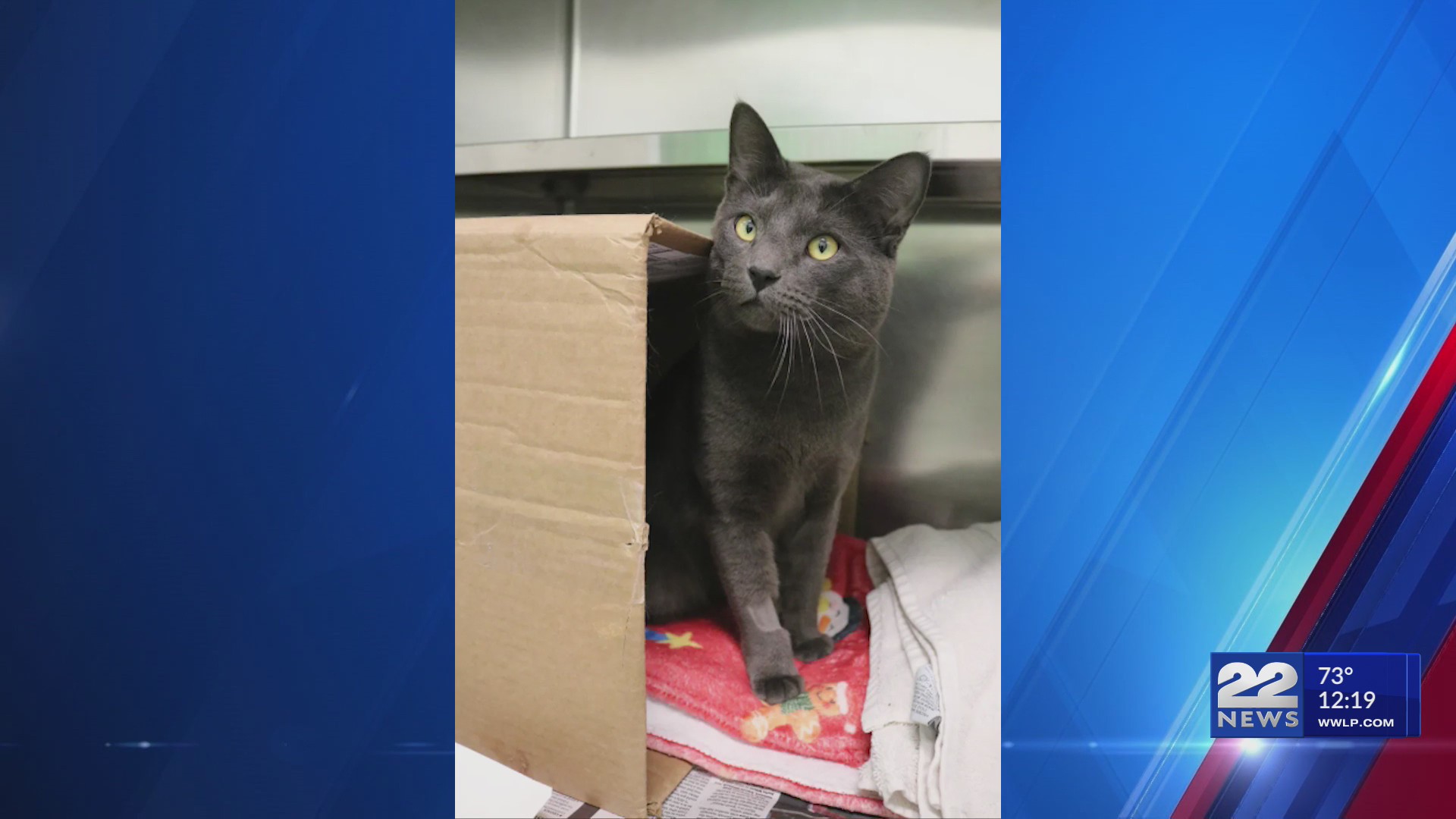 Report of suspected animal abuse saved this Massachusetts cat’s life